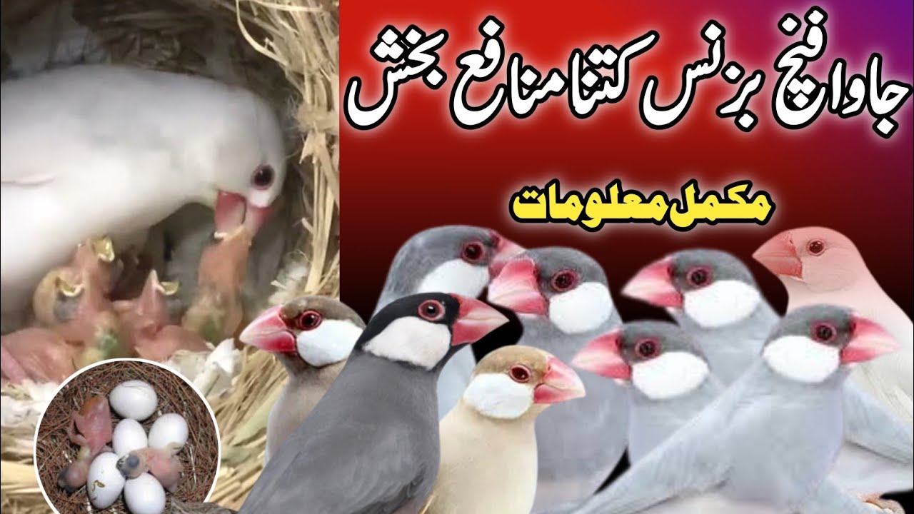 Fawn Java Finch Farming Business Idea In Pakistan | Java Finch Breeding ...