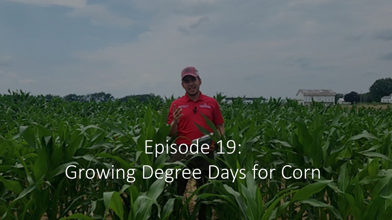 Episode 19: Growing Degree Days for Corn - YouTube