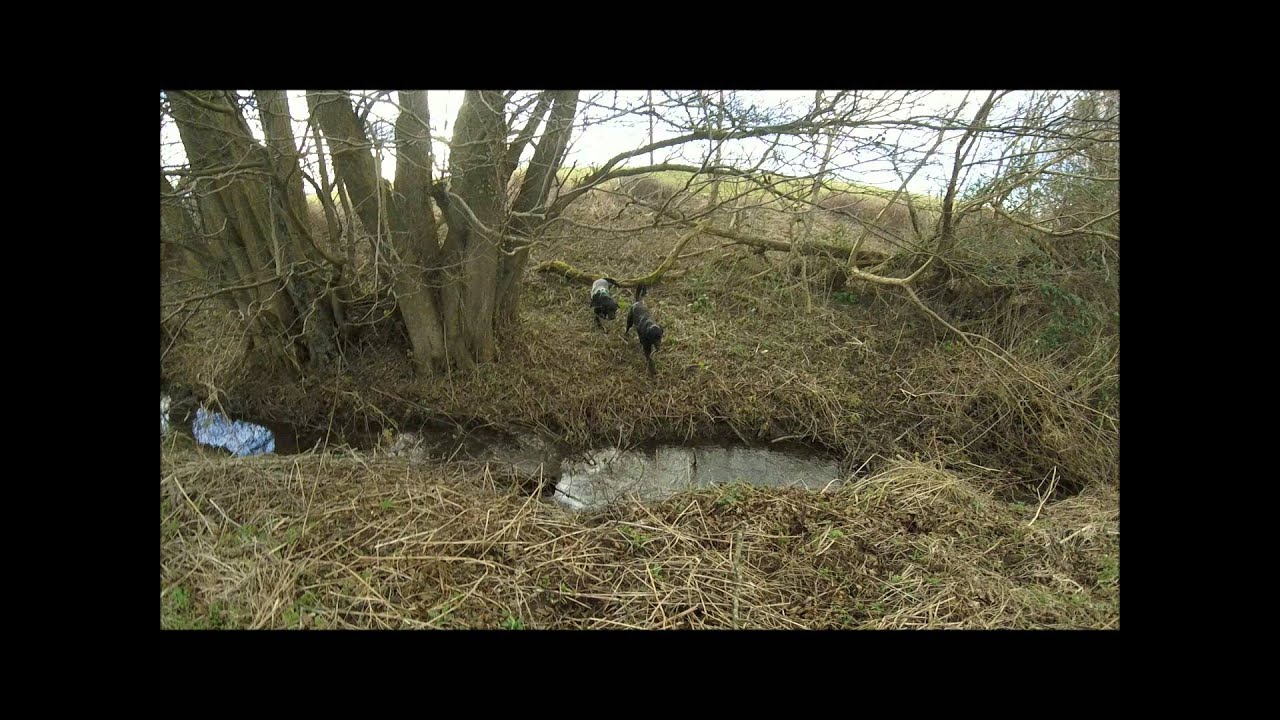 Dogs jumping in slow motion. - YouTube