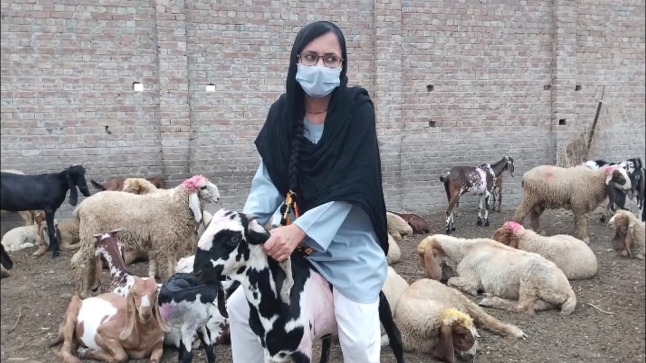 Small Goat Riding ll Village life Routine ll Rj imrana - YouTube