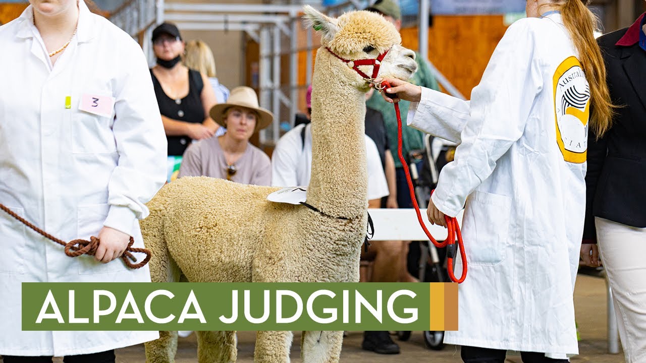 Alpaca Judging - YouTube