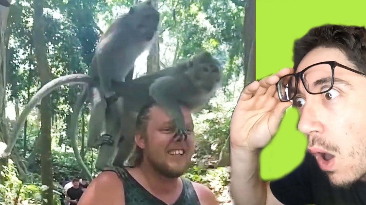 World's *Funniest* Monkey attacks and APE fails caught on camera! - YouTube