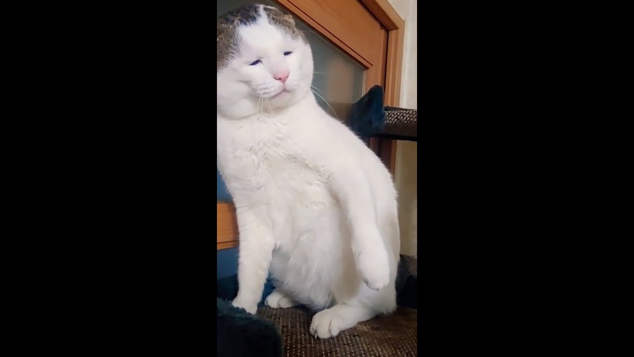 억울한 고양이 억울이 Unfair cat - YouTube