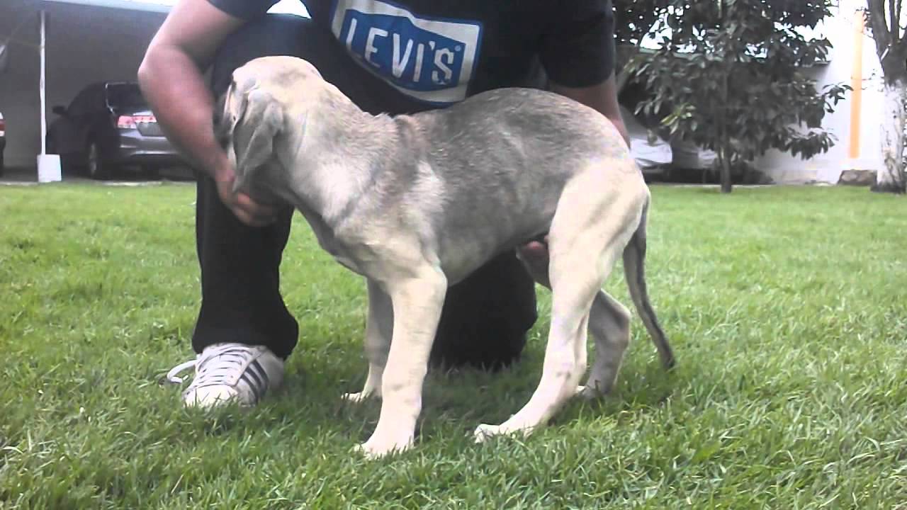 Fila Brasileiro. Hembra 2. Perros disponibles, mascotas en venta. - YouTube