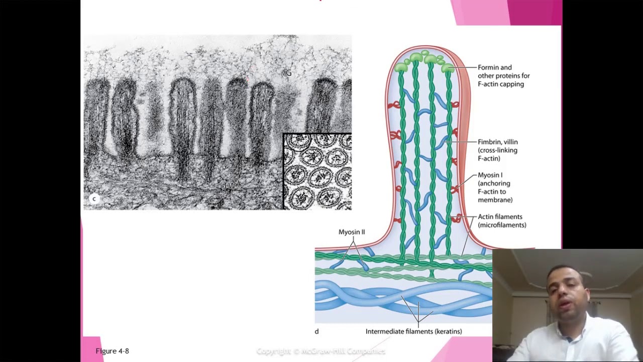 3. Epithelial Tissue (Part 2) - YouTube