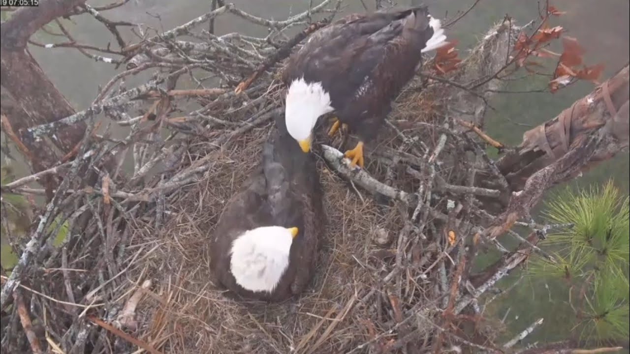 Eagle dad (M15) brings whole fish in breakfast | SWFL Eagles | Dec 19 ...