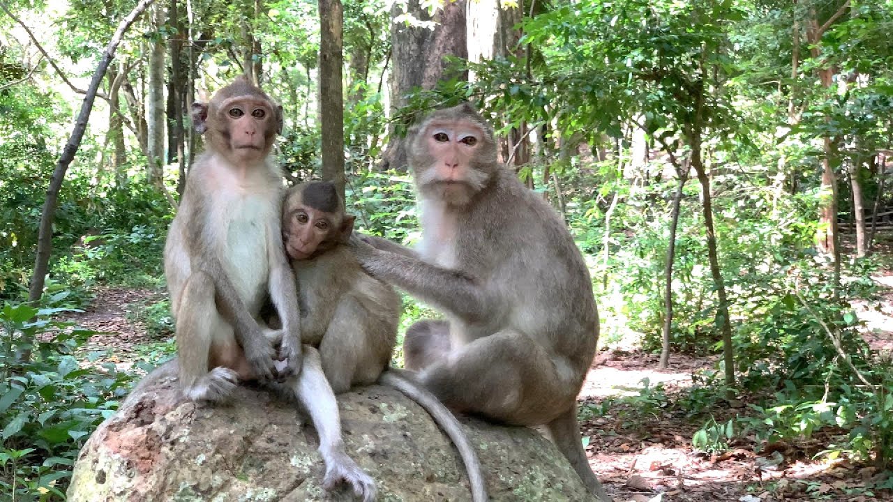 Discovering unique monkey behaviors across different - YouTube