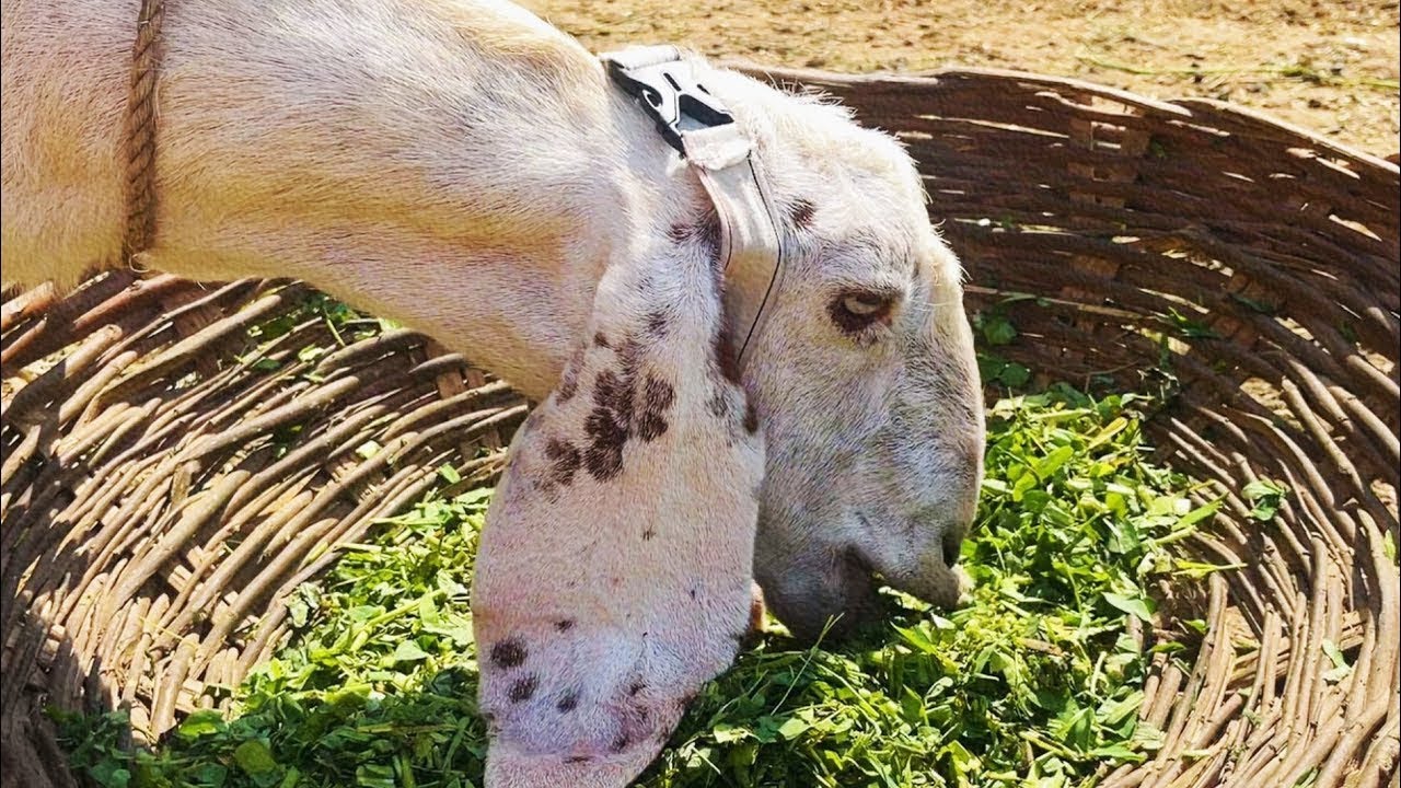 Goat & Buffalo Eating Sounds ASMR | Perfect for sleep, focus, and ...