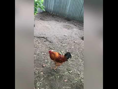 #shorts крутой петух - YouTube