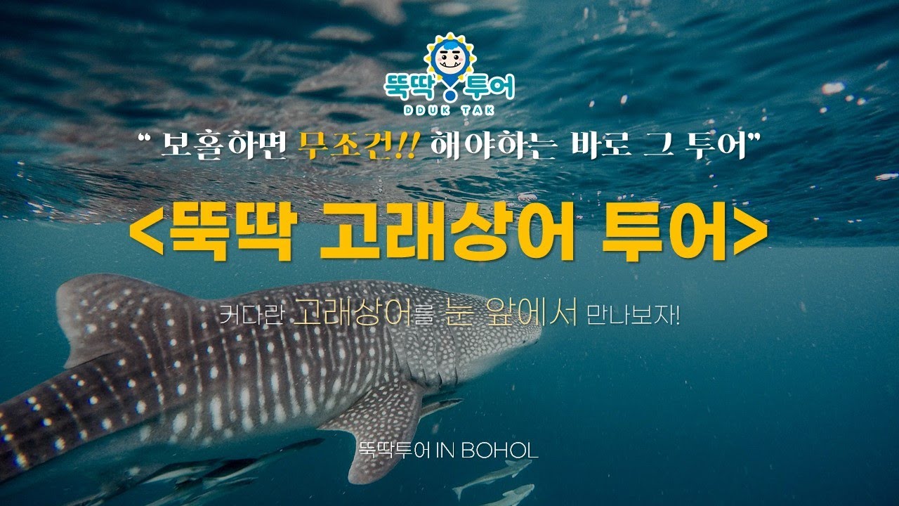 보홀 고래상어 투어 맛보기 지구상에서 가장 큰 어류를 눈 앞에서 만나볼 수 있는 바로 그 투어 필리핀 보홀 여행 필수코스