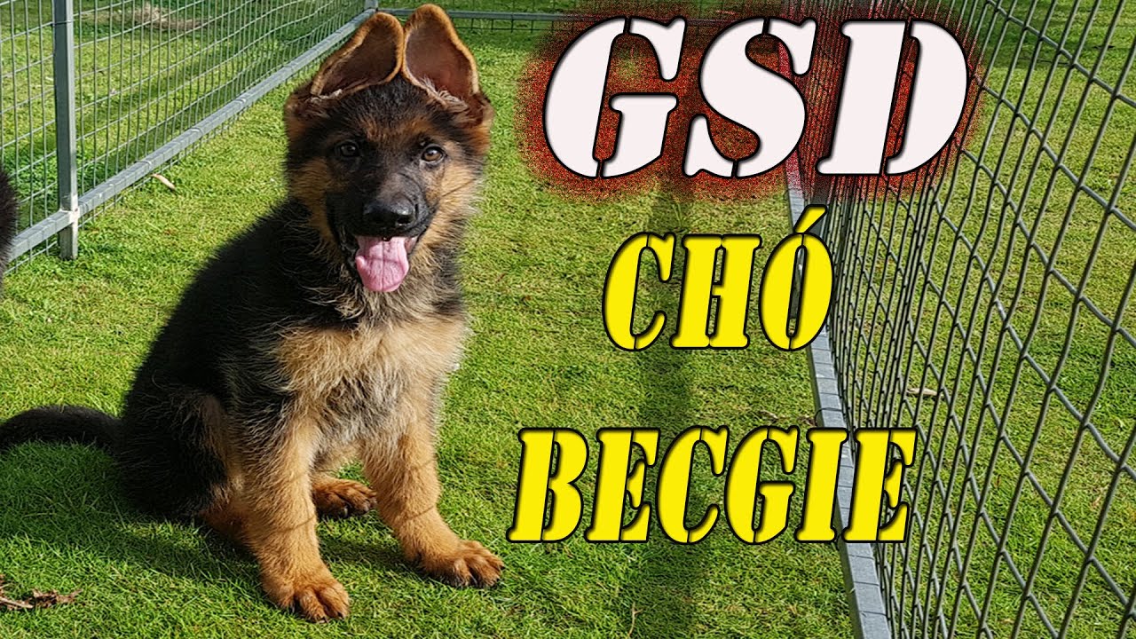German Shepherd | Chó becgie đức con. Cặp đực vip GSD CÔNG PHI - YouTube