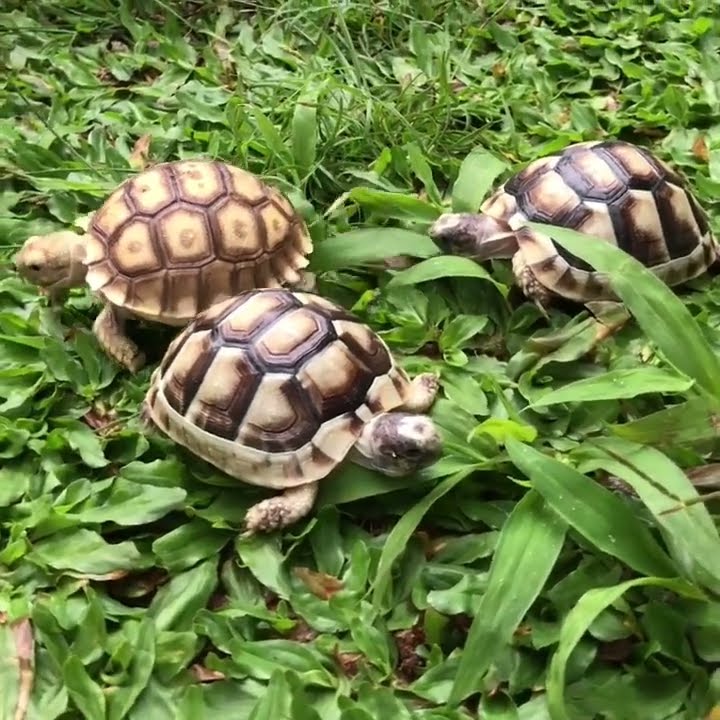 Southern European Marginated Tortoise Hatchlings With African Sulcata ...
