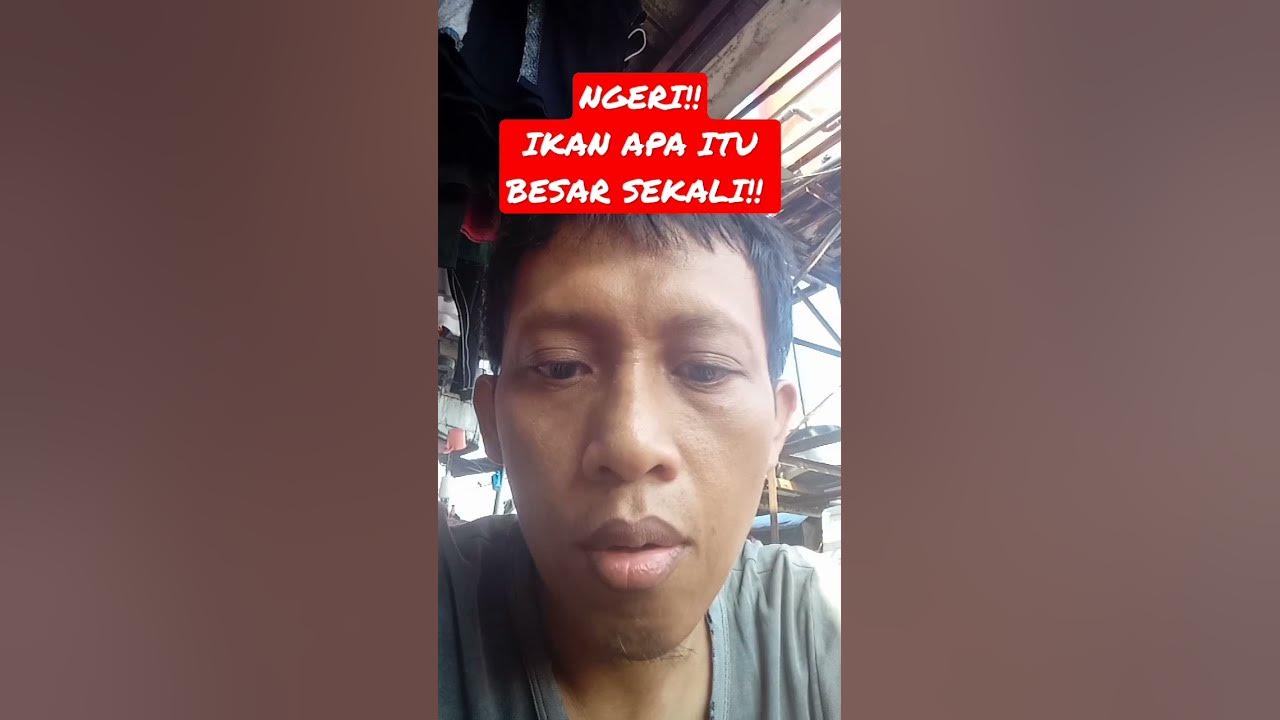 Ngeri Ketemu Ikan Besar Di Laut Youtube