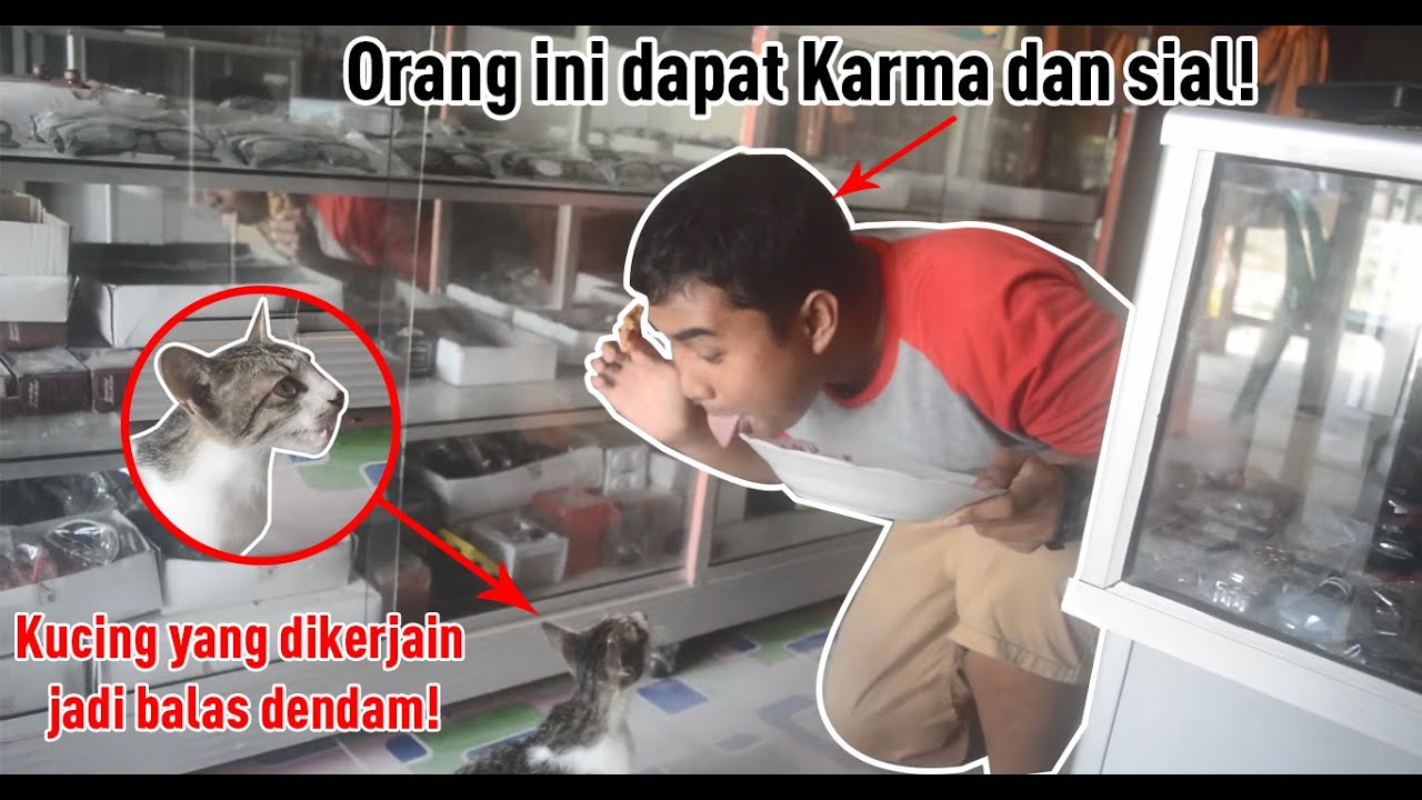 Manusia vs Kucing - YouTube