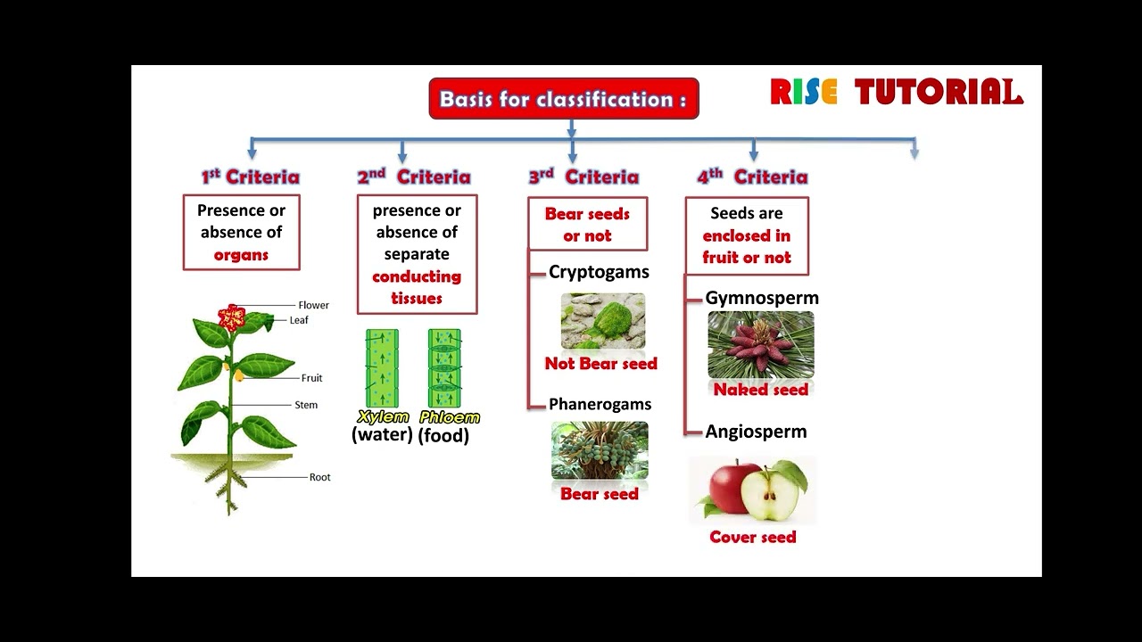 9th classification of plants - YouTube