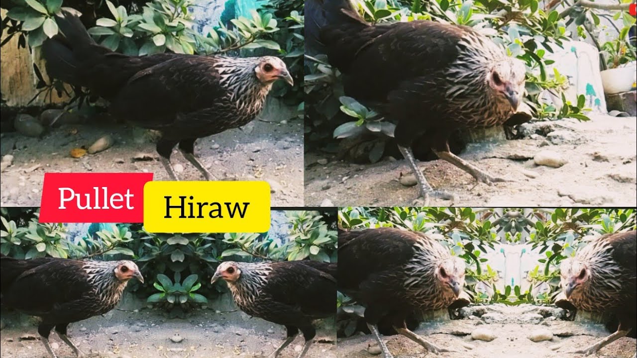 hiraw pullet dark legged (mestisang manok) - YouTube