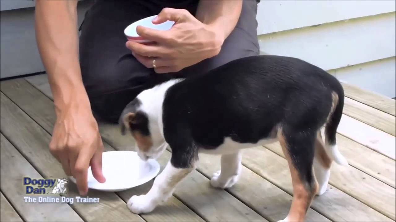 How To Train A Dog - Stop Aggression Around The Food Bowl - YouTube
