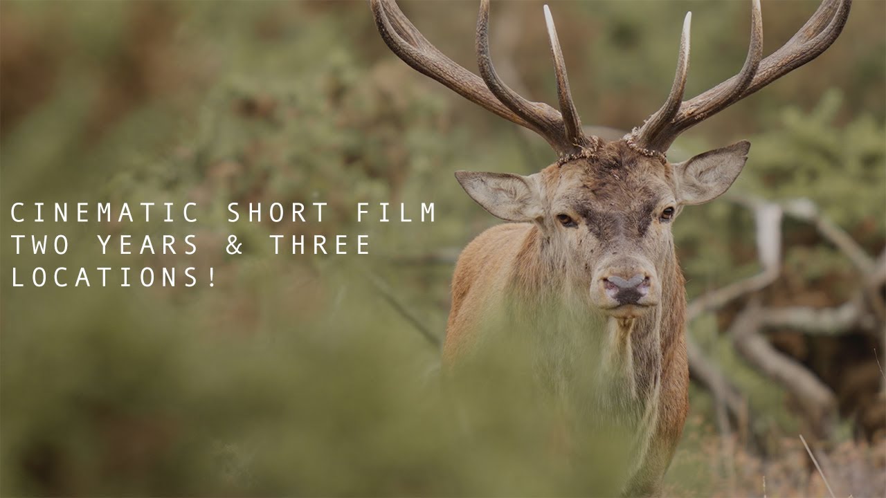 Rutting Red Deer Cinematic Film | Peak District, Richmond Park & New ...