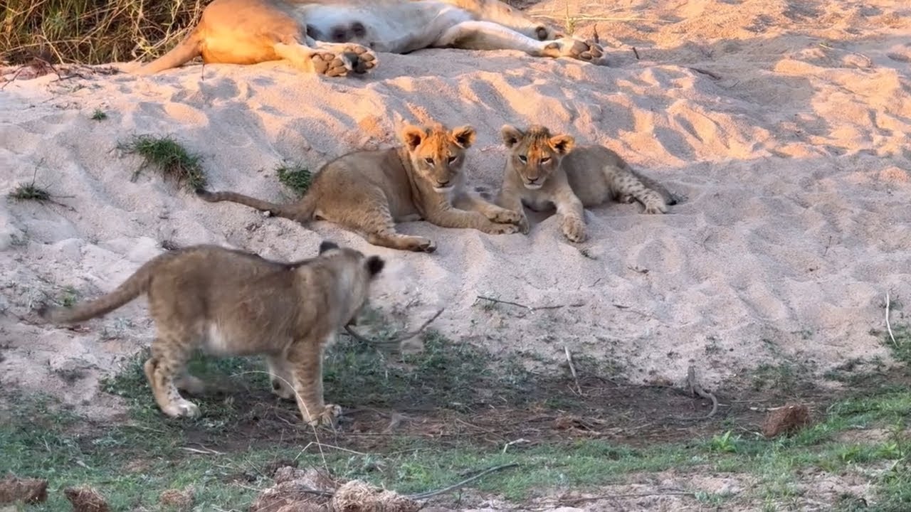 Tsalala Lioness with Adorable Cubs before being disappeared | October ...