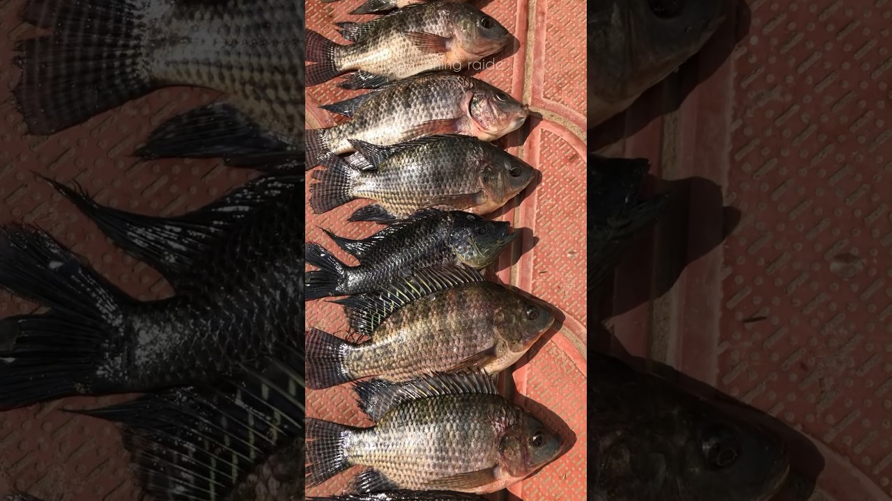 Silepi fish fishing net fish🐠🐠🐠🐠 சிலேபி மீன் மீன்பிடி வலை மீன் - YouTube