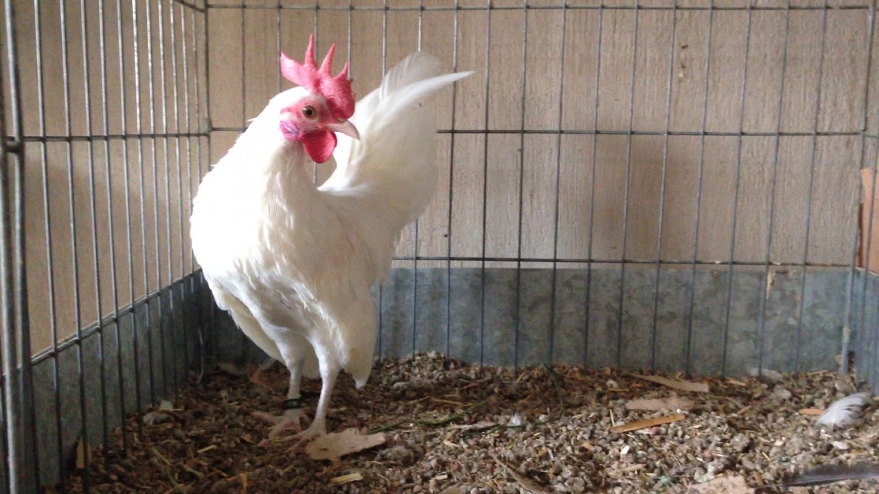 Gallo miniatura azteca blanco pata media 2017 - YouTube