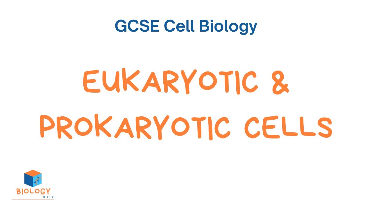 Eukaryotic & Prokaryotic Cells (GCSE Biology - Cell Biology #5) - YouTube