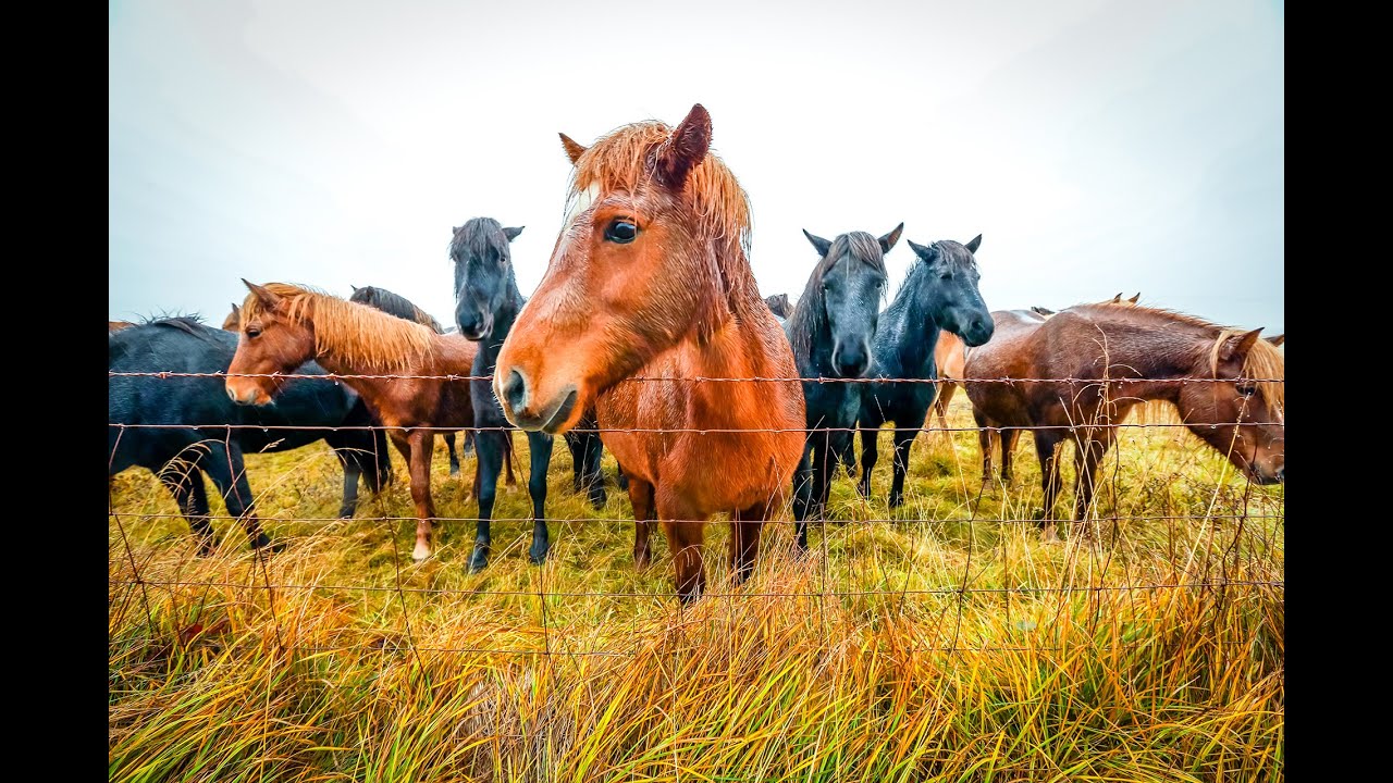Rezervatia Padurea Letea,Varsarea Dunarii in Marea Neagra,Delta Dunarii ...
