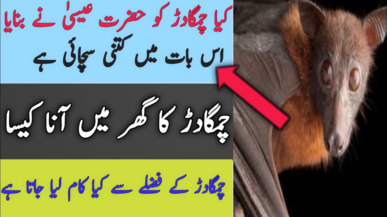 Chamgadar ko kisne paida kiya | chamgadar ka ghar me aana | Fun Facts ...