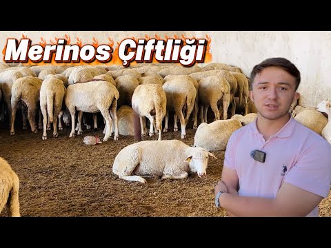350 Adet Merinos Koyun Çiftliği - 8 Ayda Bir Kuzu Alıyorlar #hayvancılık #koyun 