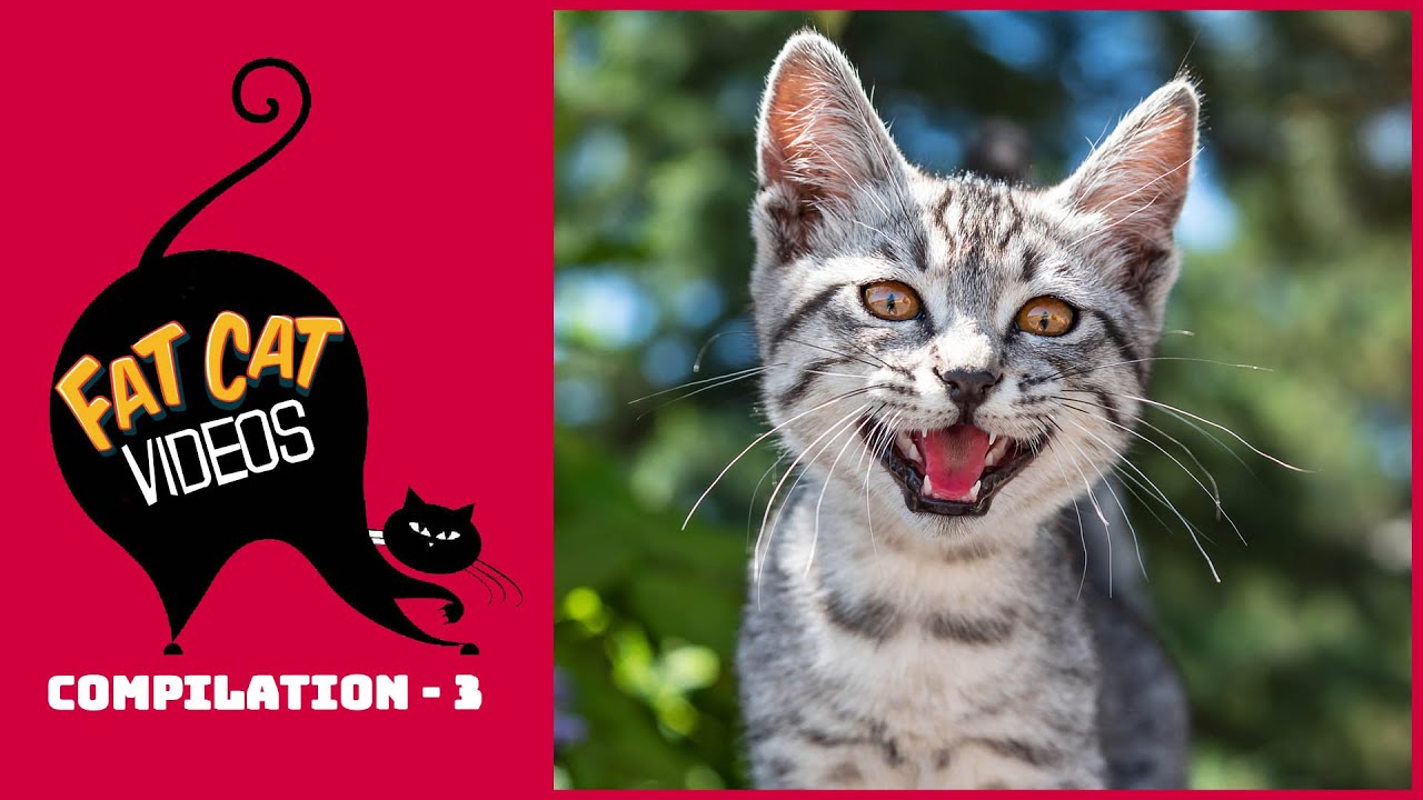 Fat Cat Videos 3 | Cute and Funny Cat | Funny Cats & Kittens | Meow ...