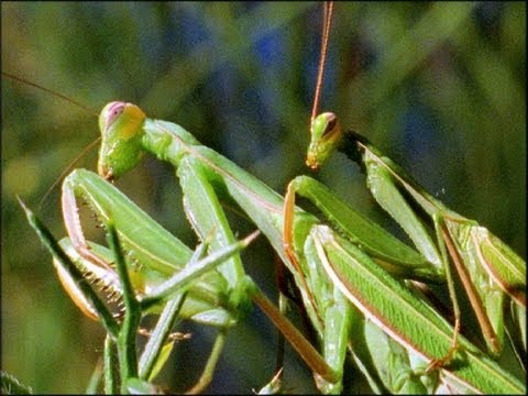 How Insects Find Their Mates