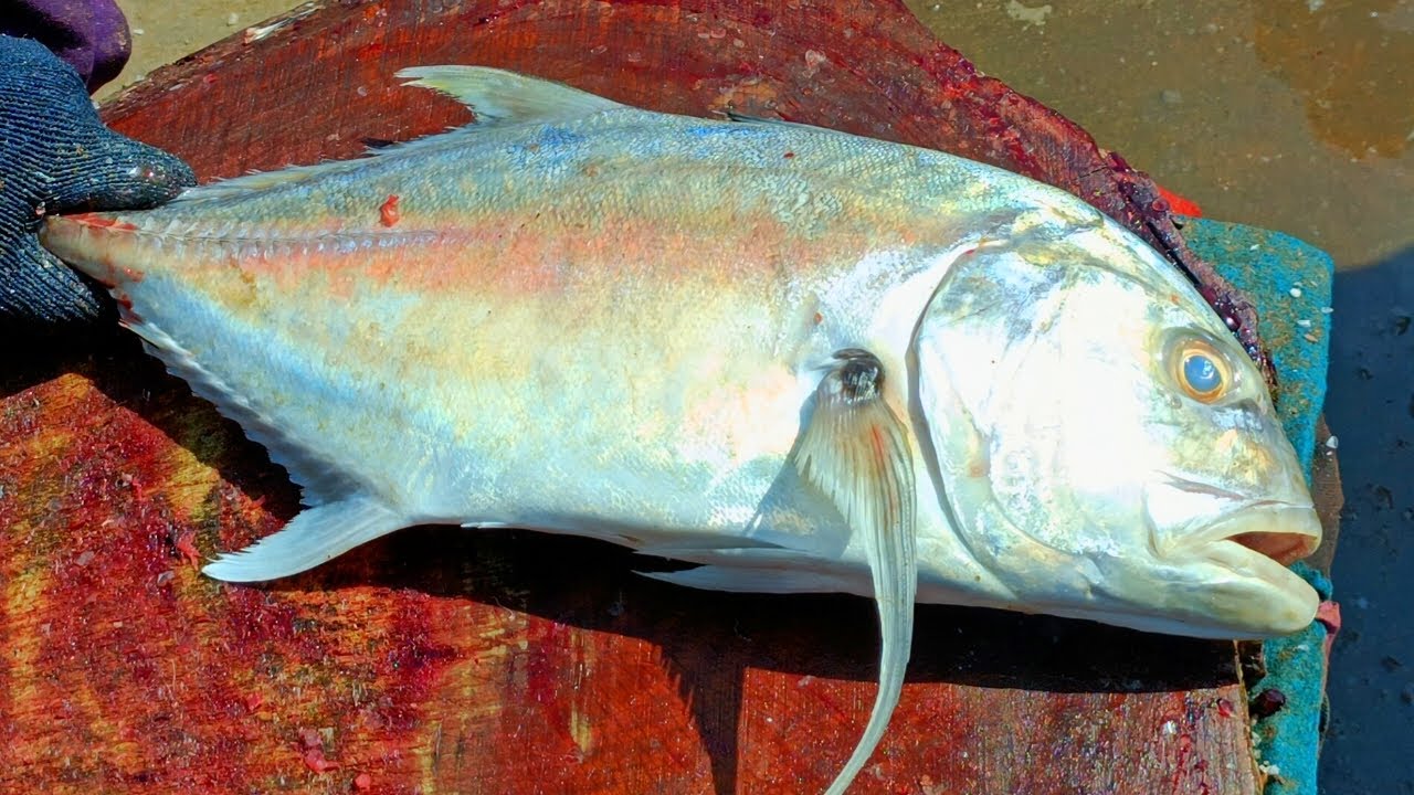 Fresh Trevally Fish Cutting | India Fish Market | CT 360*🔪 - YouTube