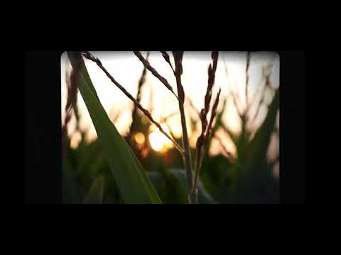 farm walking cinematic video with atiye | nature | fashion