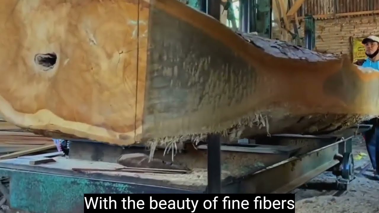 Hunted by foreign wood collectors, raw materials for teak wood ...