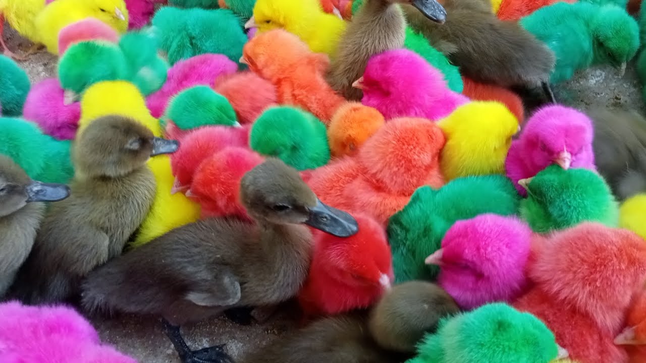 So cute... little ducks playing with colorful balls ( part 397 ) 🦆🐣 ...