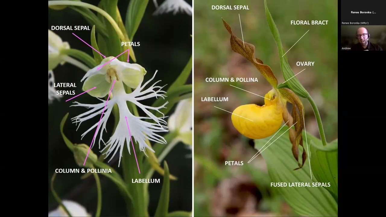Zoom into Nature: Ohio's Wild Orchids - YouTube