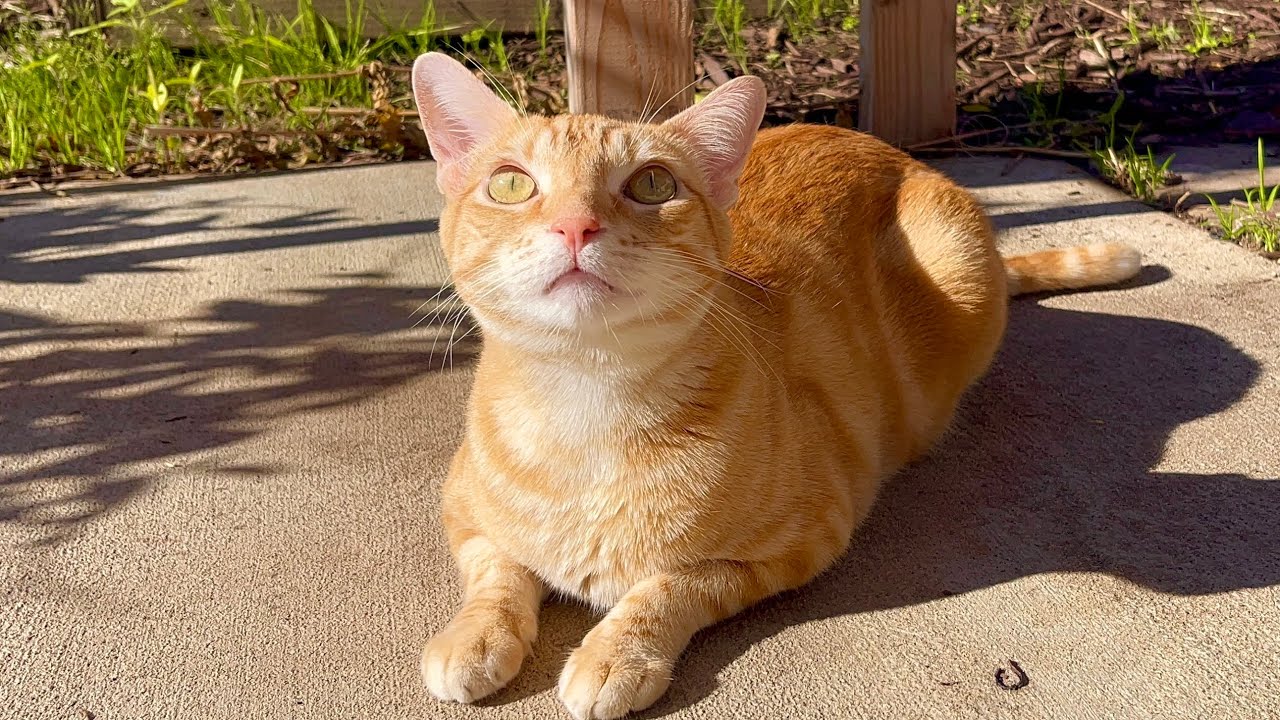 Garden Sunshine and Play Time | Cute Cat Video - YouTube