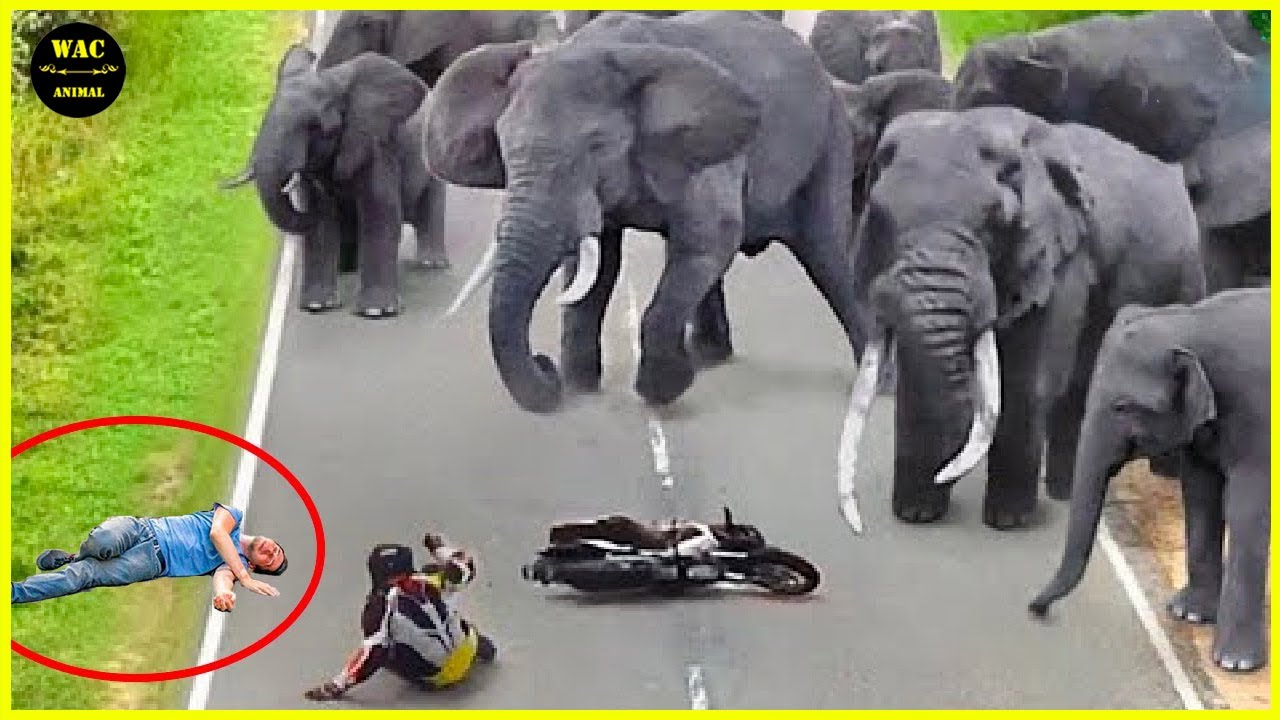 When Animals Go On A Rampage And Got Caught On Camera ! #6 - YouTube