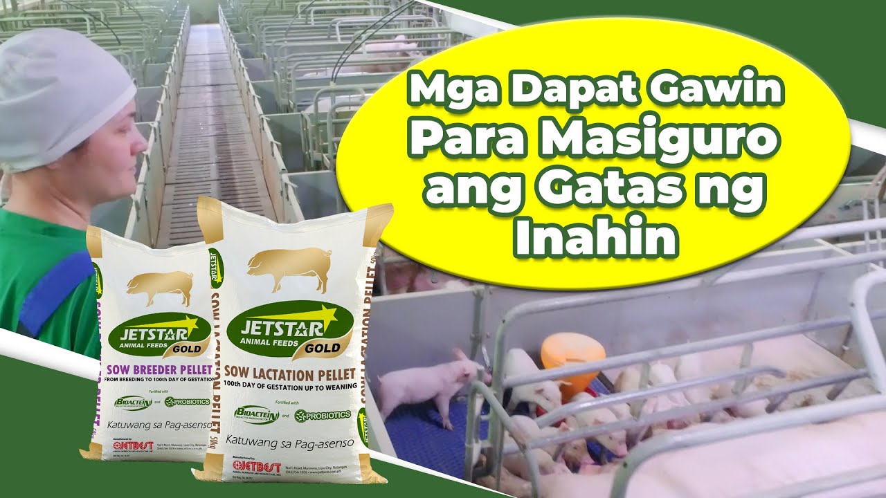 Sapat na Gatas ng Inahin, Siguruhin! - YouTube