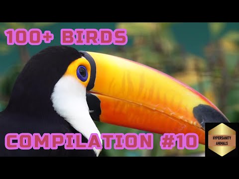 Stunning colors of exotic birds