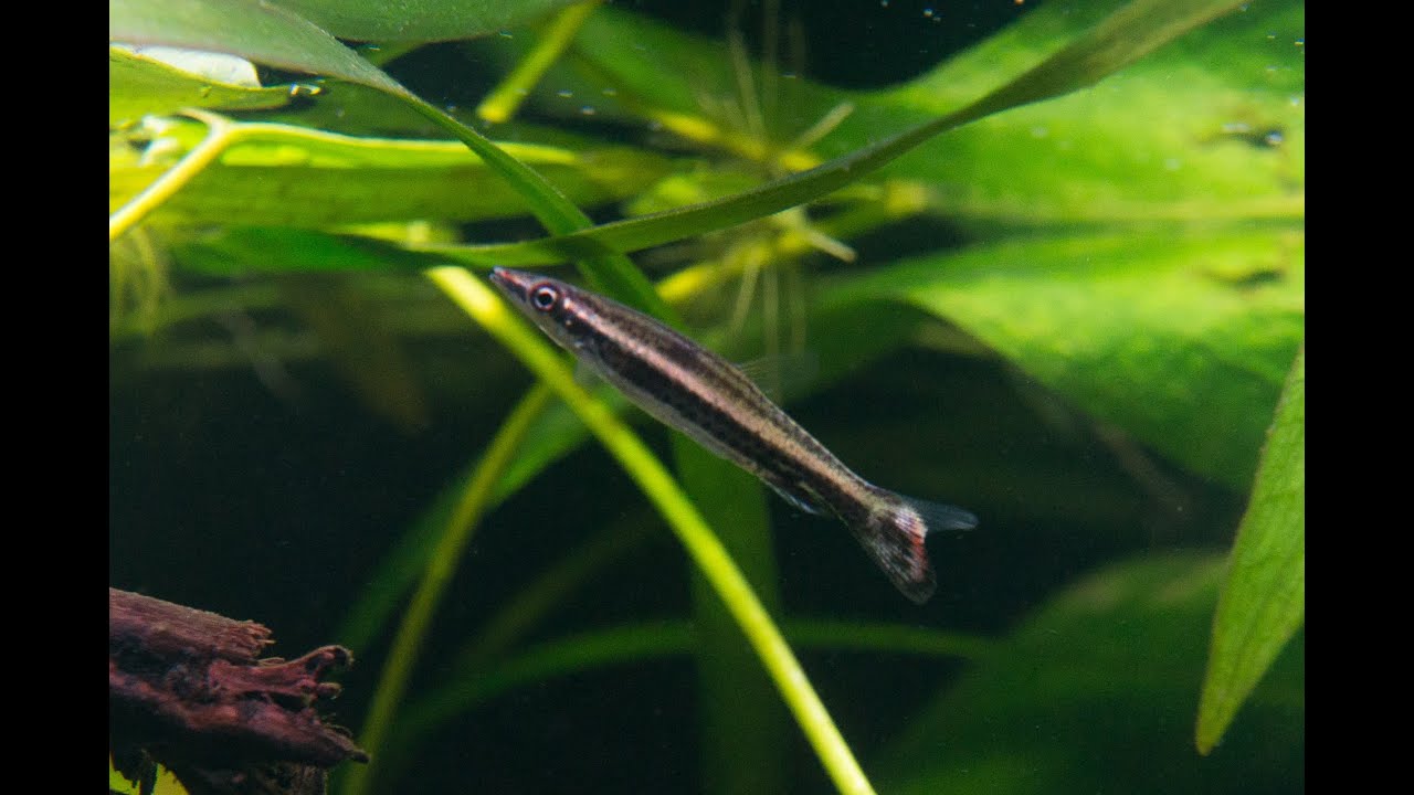 Nannostomus eques or Brown pencilfish - YouTube
