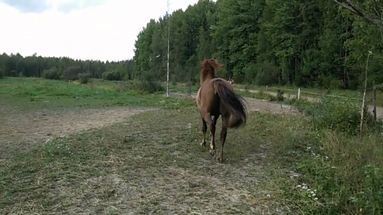 Horse running slow-motion 720p HD - YouTube
