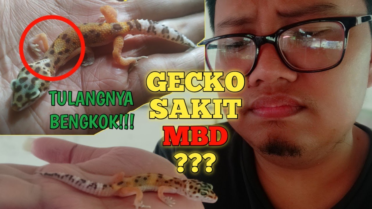 LEOPARD GECKO SAKIT MBD?? | BISA SEMBUH GA YA?? - YouTube