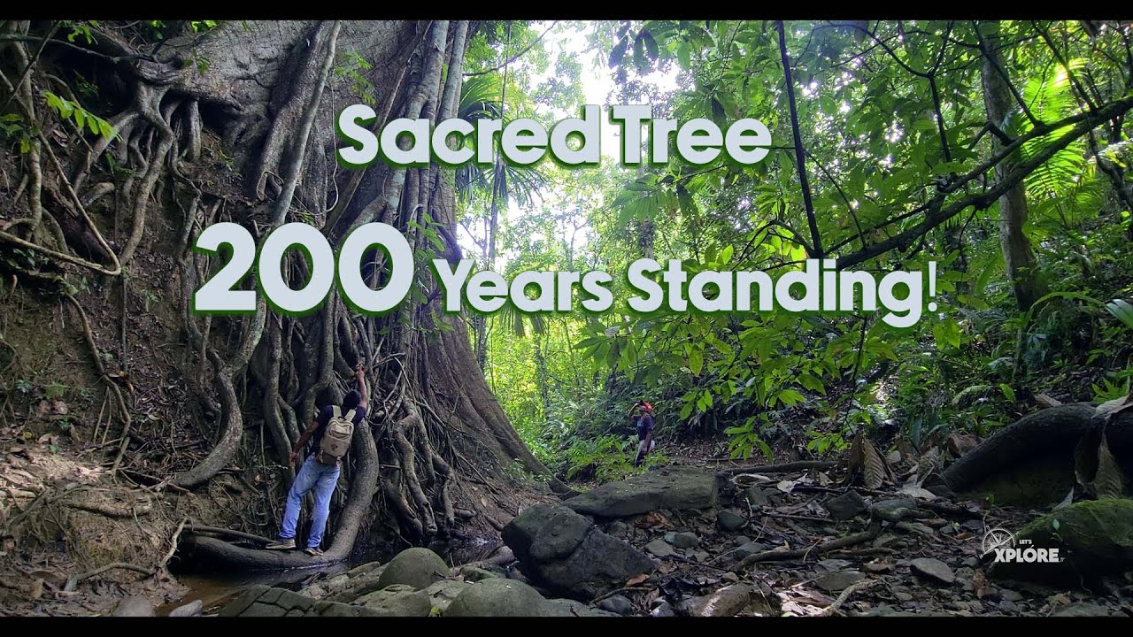 Let's Xplore The Legendary 200-Year-Old Silk Cotton Tree of Marac ...