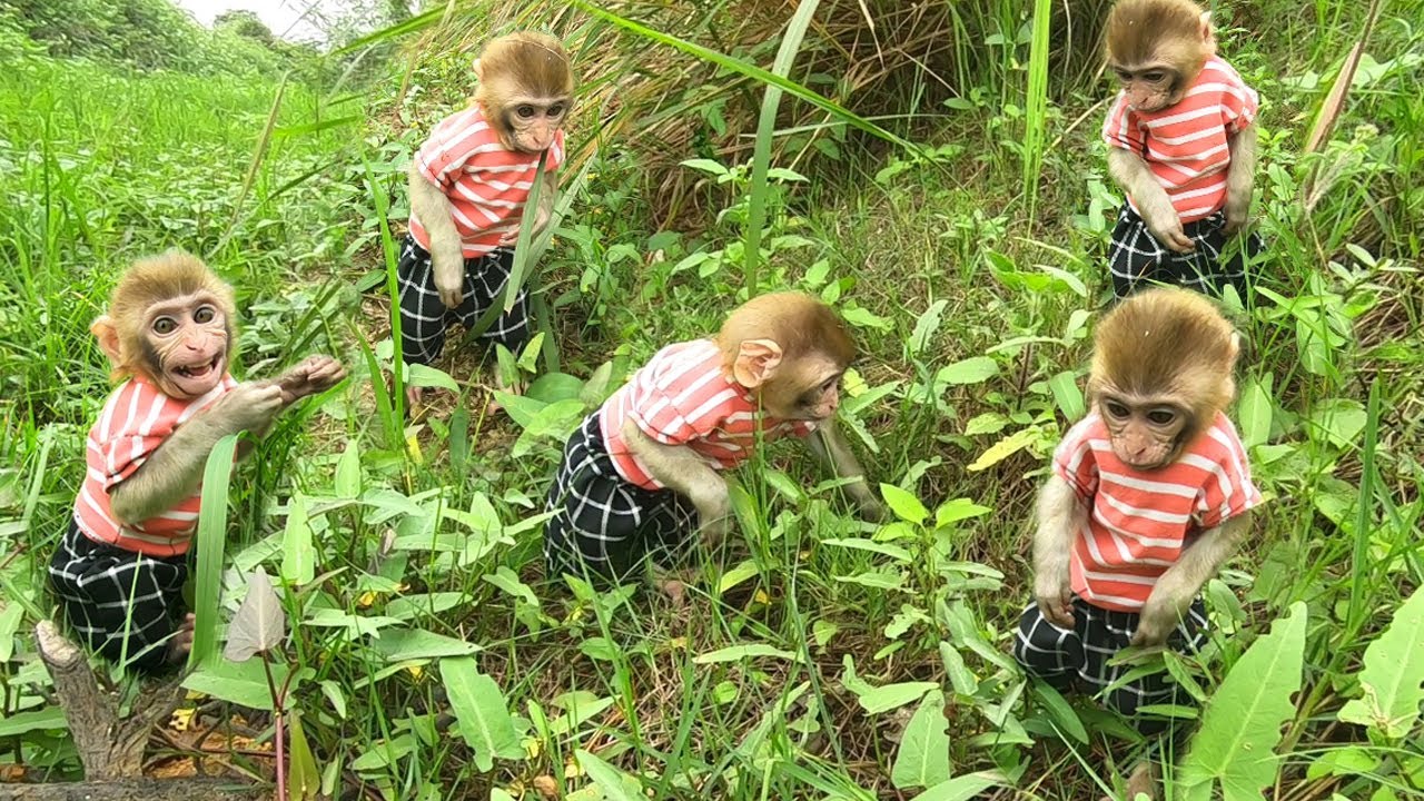 Baby Monkey Ori Plays Alone in Grass Field With Beautiful Nature - YouTube