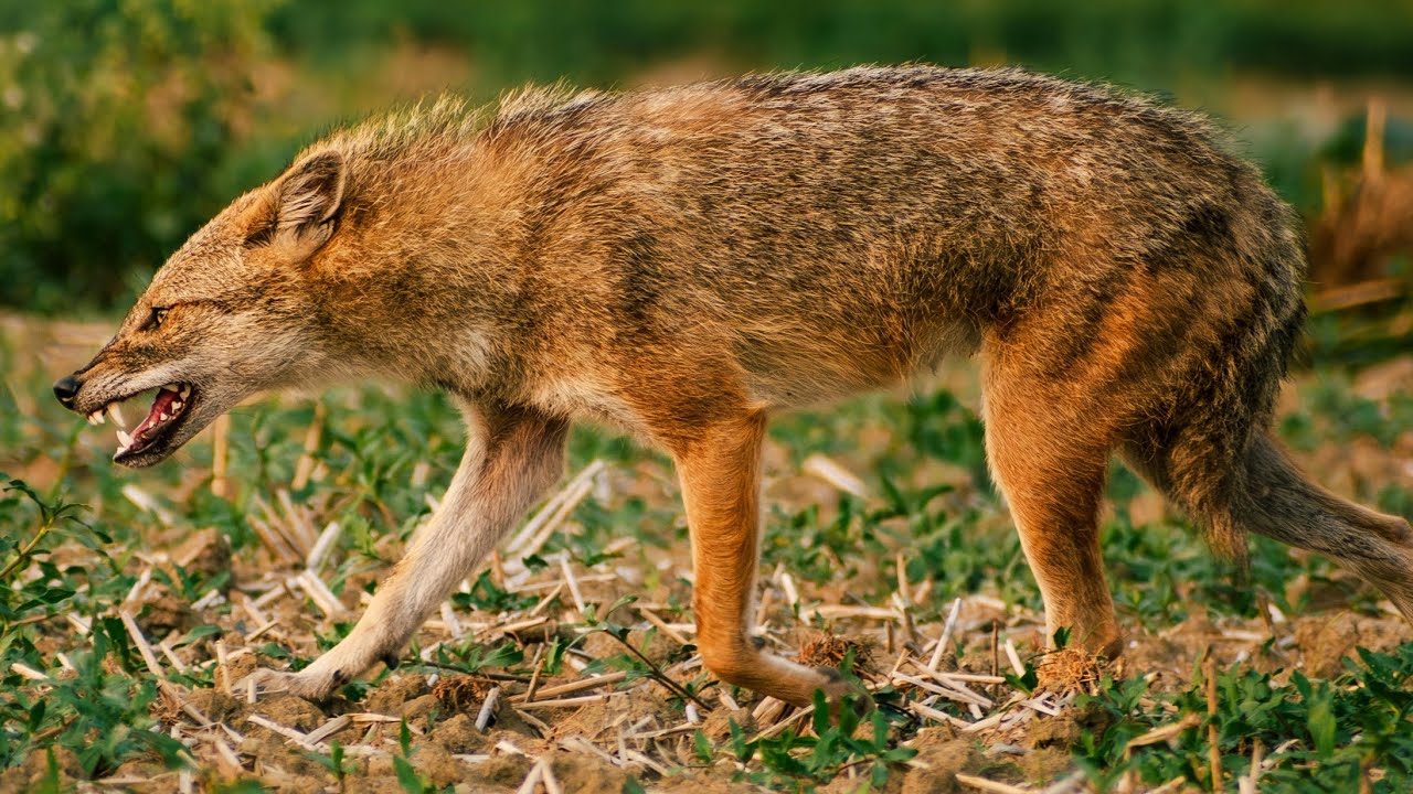 "The Secret Life of Jackals Explained" - YouTube