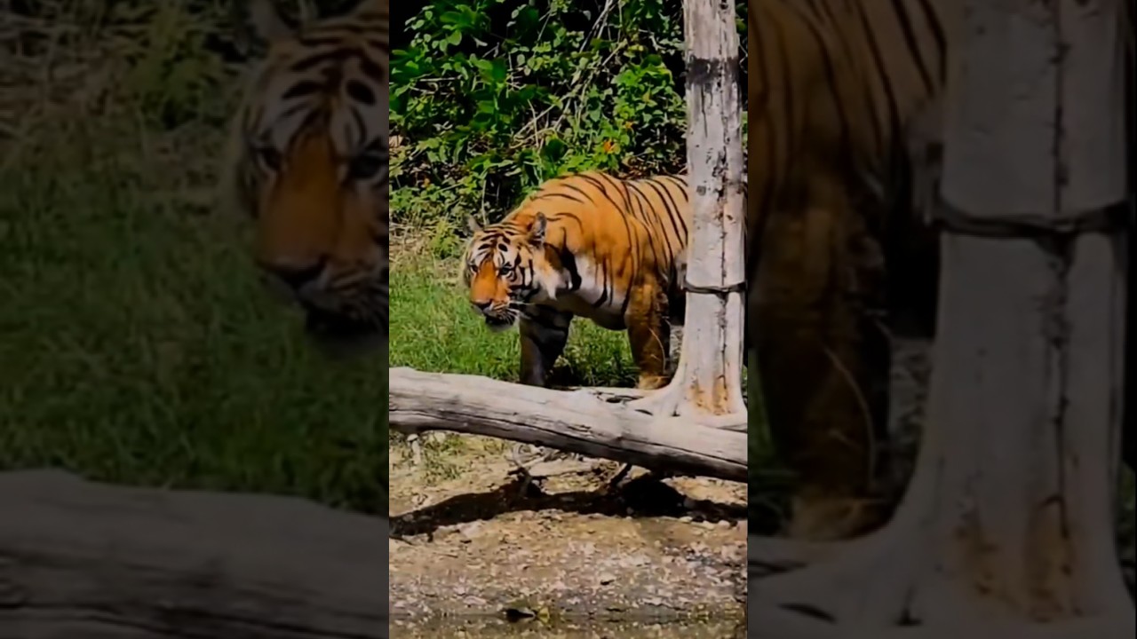 Bajirao the majestic and extremely beautiful tiger.(Pure muscle mass ...