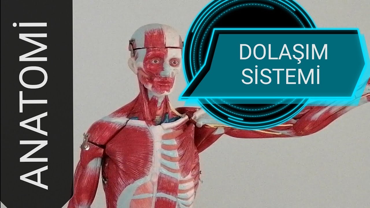 31-KALBİN YAPISI - YouTube