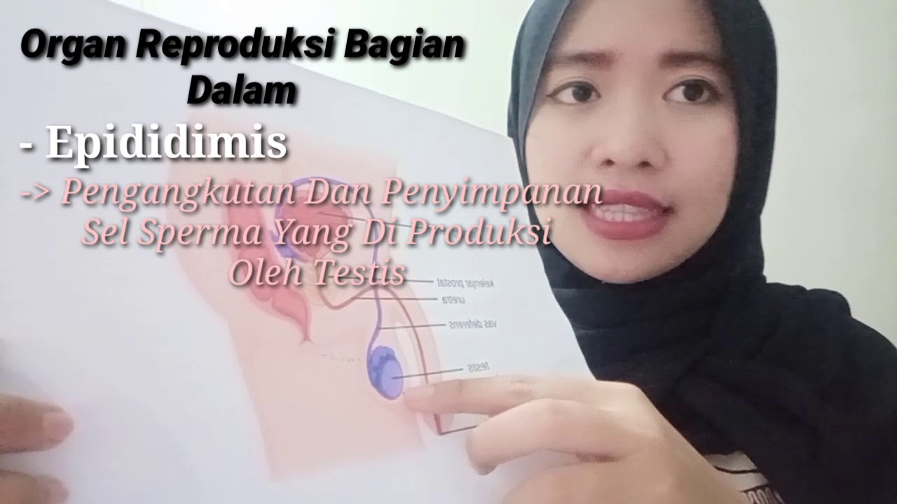Memperkenalkan Fungsi Dan Alat Kelamin Pada Pria - YouTube