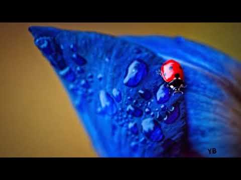 GÜLDEN MUTLU- GELDE YAK